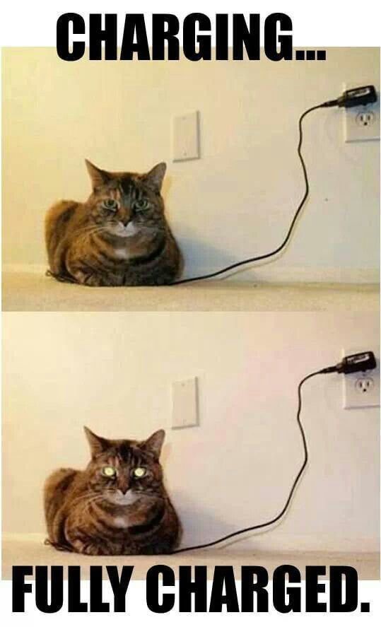 Our Favorite Cat Memes of 2019 (So Far)